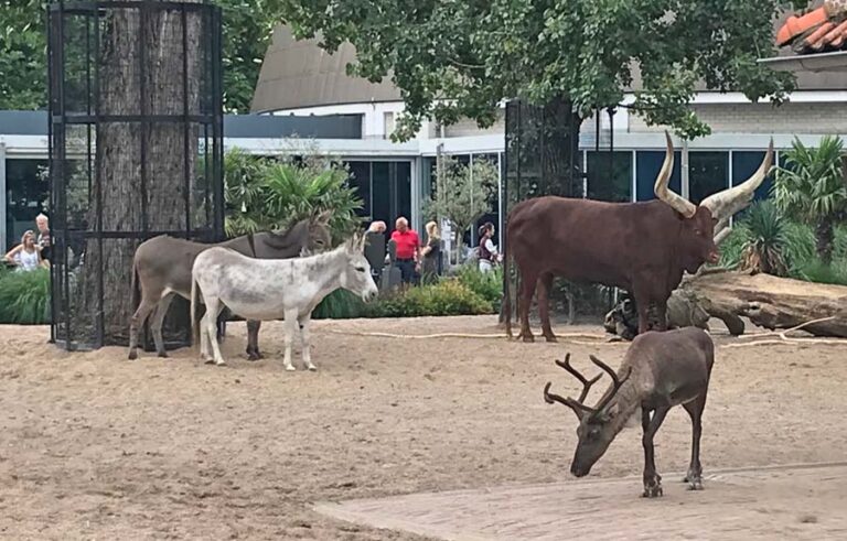 Netherlands 10 Biggest Animal Parks | ExpatINFO Holland